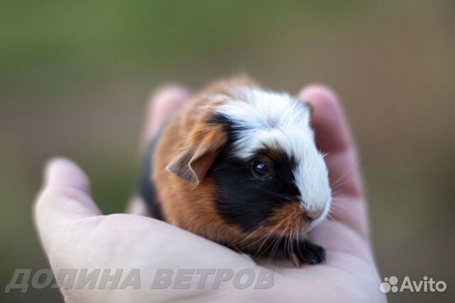 Яркие, контрастные морские свинки крестеды