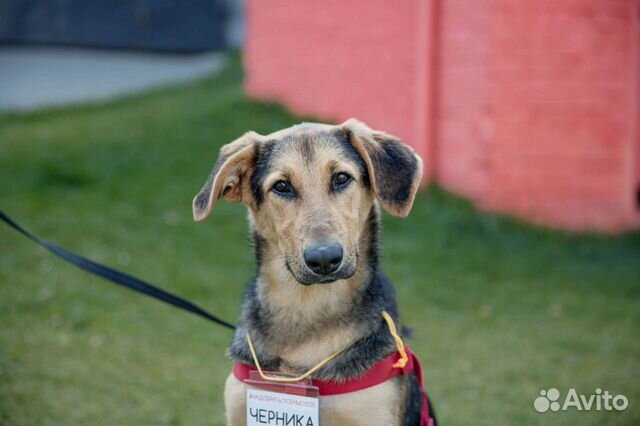 Собака в добрые руки