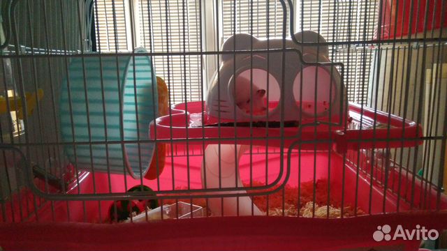 Джунгарики с клетками