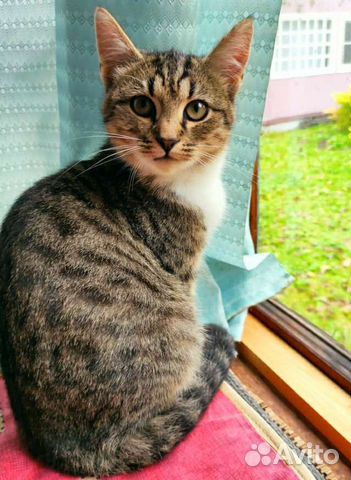 Котенок Котик 5 мес Марсик Спасение