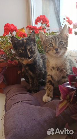 Котята бесплатно