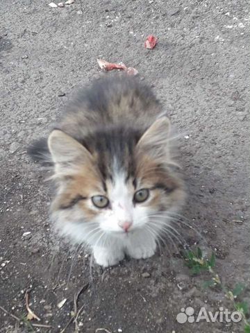 Котёнок в добрые руки