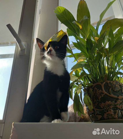 Котёнок котик
