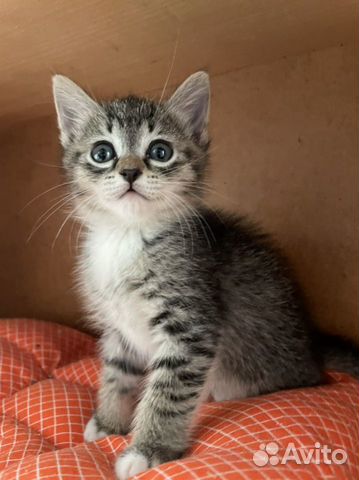 Котенок полосатый девочка 1 мес