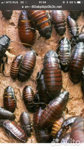 Тараканы мадагаскарские