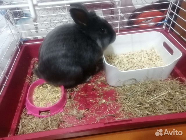 Кролик с клеткой