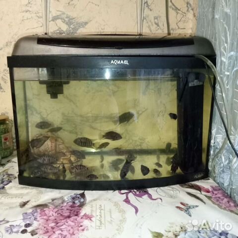Аквариум с рыбками