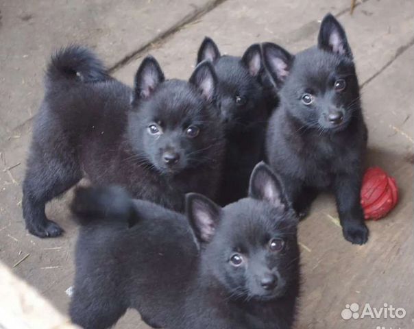 Щенки бельгийской овчарки схипперке (шипперке)