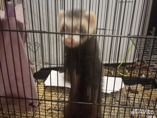 Хорек с клеткой