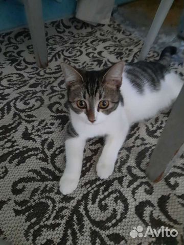 Кошка