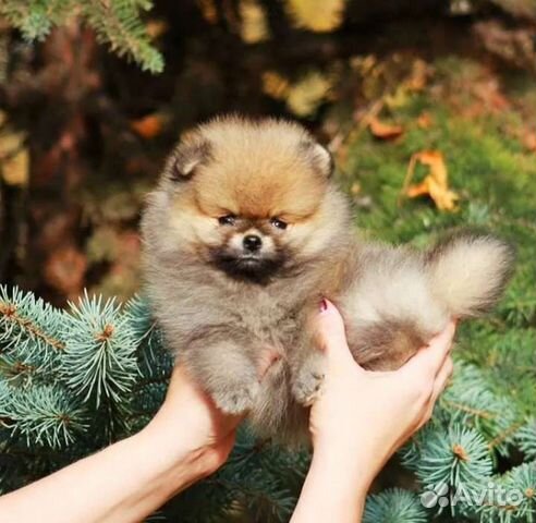 Померанский шпиц мини щенок