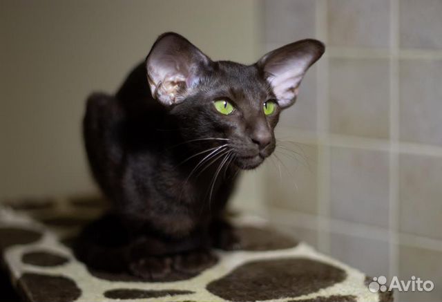 Ориентальный парень