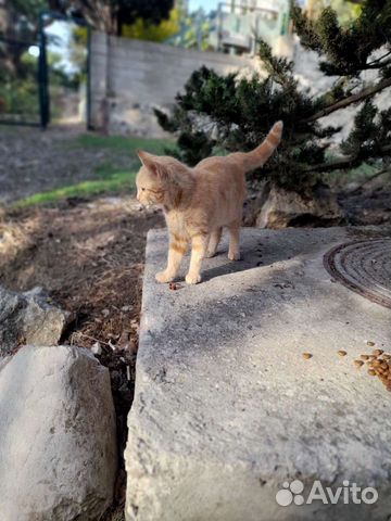 Котята в добрые руки мальчики