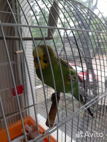 Волнистый попугай