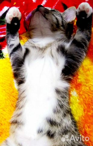 Котенок Кошечка Зося 2,5 мес Спасение