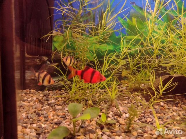 Барбусы, тернеция