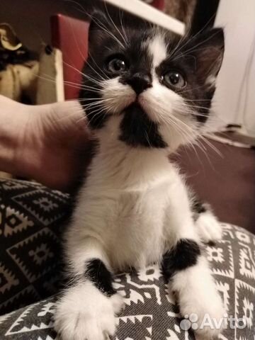 Отдам в добрые руки котят девочек