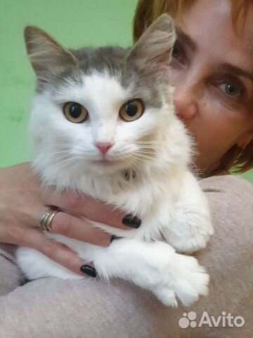 Домашнюю кошечку беременной выбросили на улицу