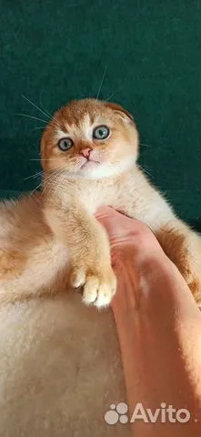 Мальчик фолдик золотой