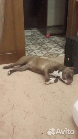 Американский булли стандарт