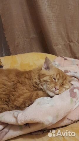 Котенок мэйнкун бесплатно