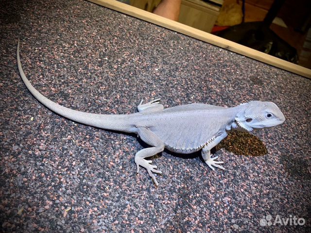 Бородатая агама зеро