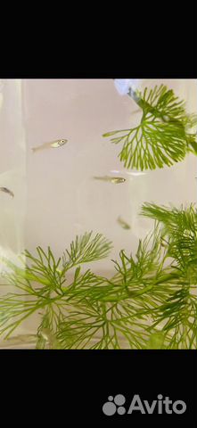 Рыбки гуппи