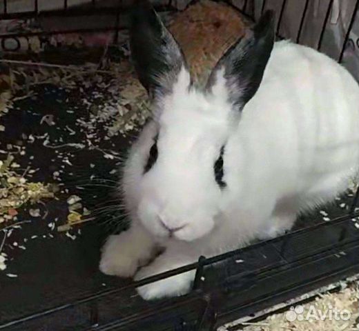 Кролик с клеткой