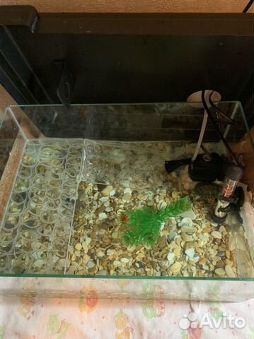 Аквариум с черепахами