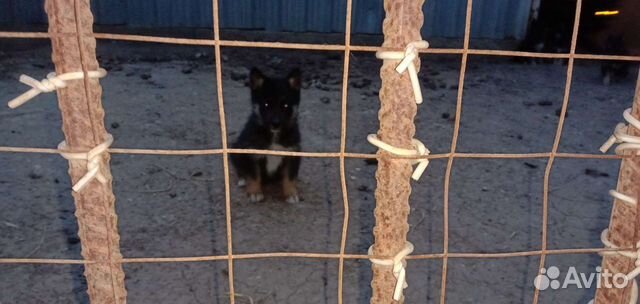 Отдам щенят,мать овчарка папа хаски