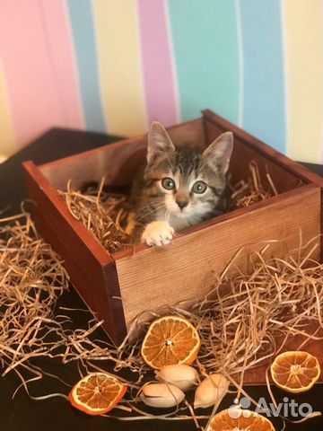 Котёнок полосатик ищет дом