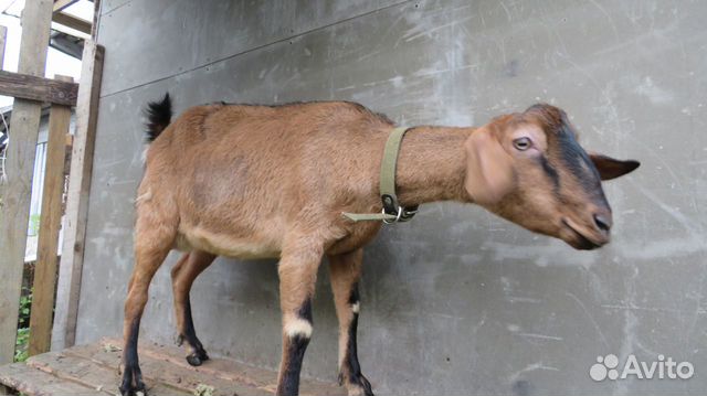 Коза под покрытие