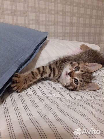 Котёнок хорошим людям