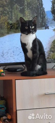 Котик в добрые руки