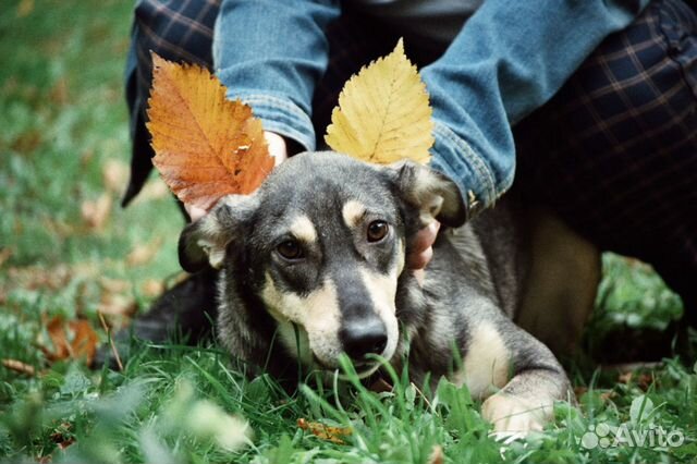 Нежная Вики ищет дом