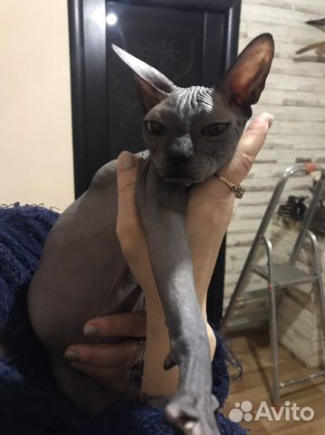 Лысая кошка