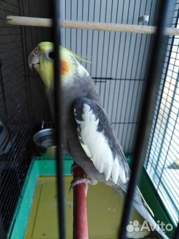 Попугай Карелла