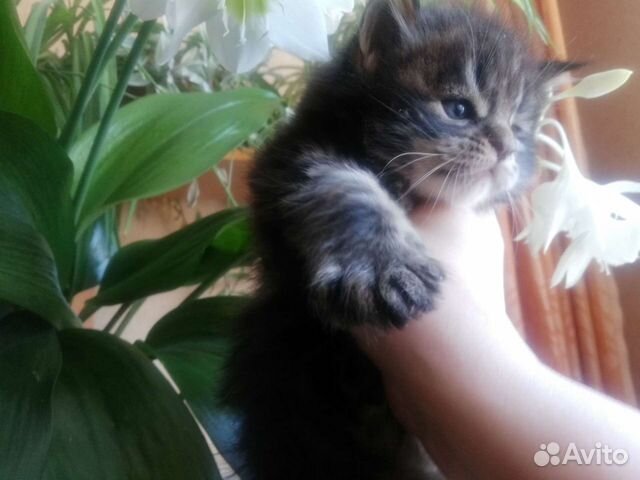 Котята Maine-Coon