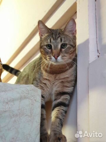 Ласковое полосатое счастье