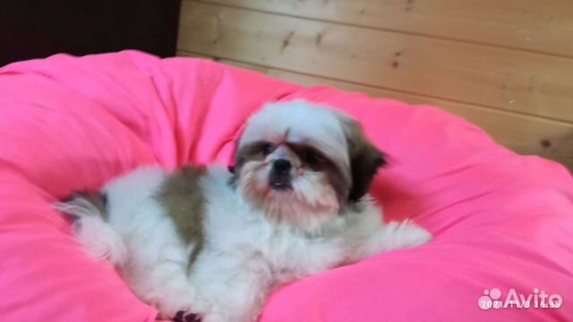 Очаровательная девочка ши-тцу