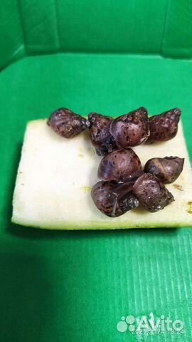 Улитки ахатины