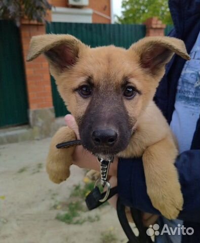 Щенки в добрые руки