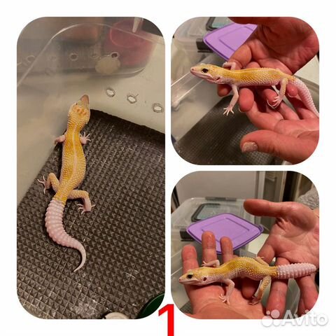 Самки эублефаров 2021 года