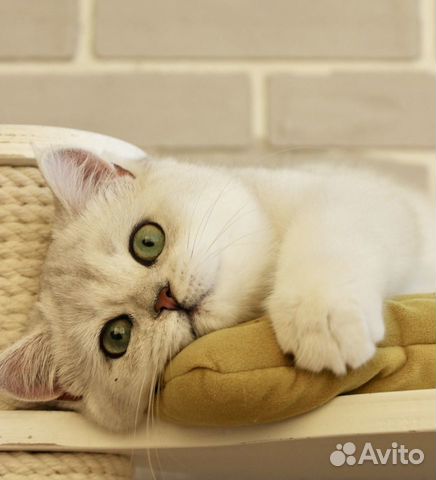 Британская серебристая шиншилла кот ns11