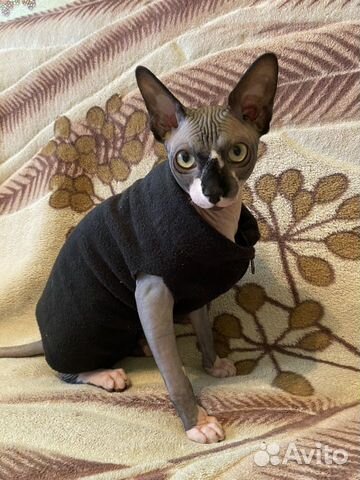 Канадский сфинкс вязка