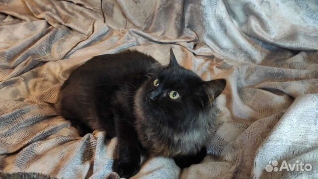 Пушистый чёрный котенок Барон в добрые руки