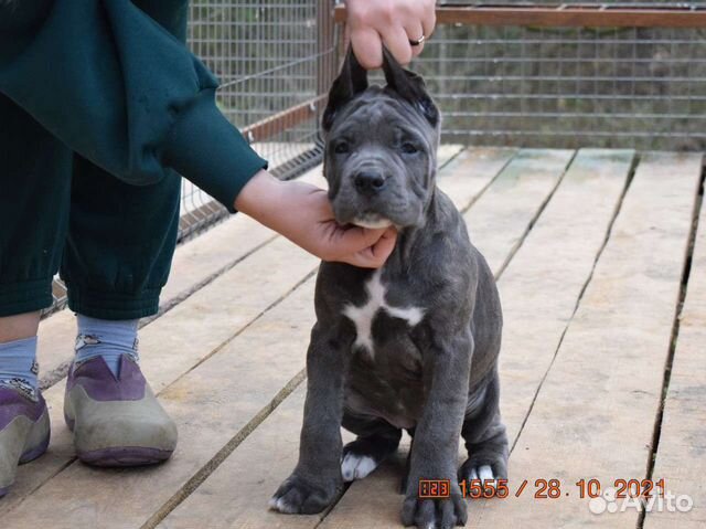 Девочка серо-тигр.,2 мес.,уже купир-на