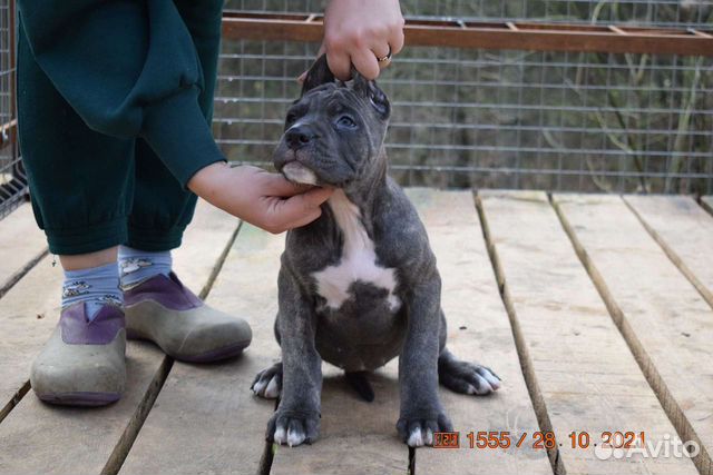 Малышка Кане Корсо, 2,5 месяца, купирована