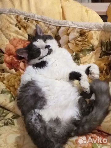 Котик,селкирк рекс, 9мес