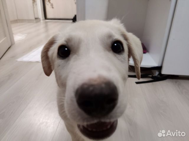 Белый щенок